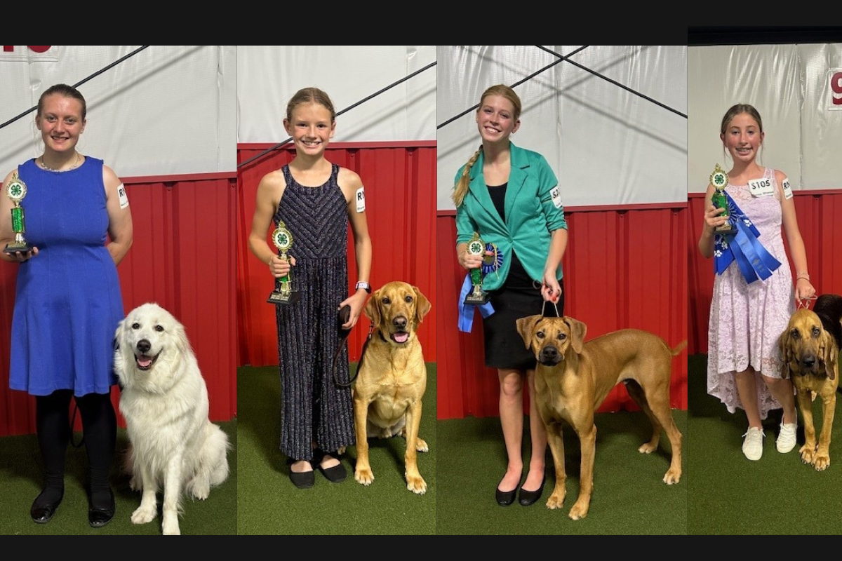 Furry friends and fun: youth showcase skills in 4-H dog show ...