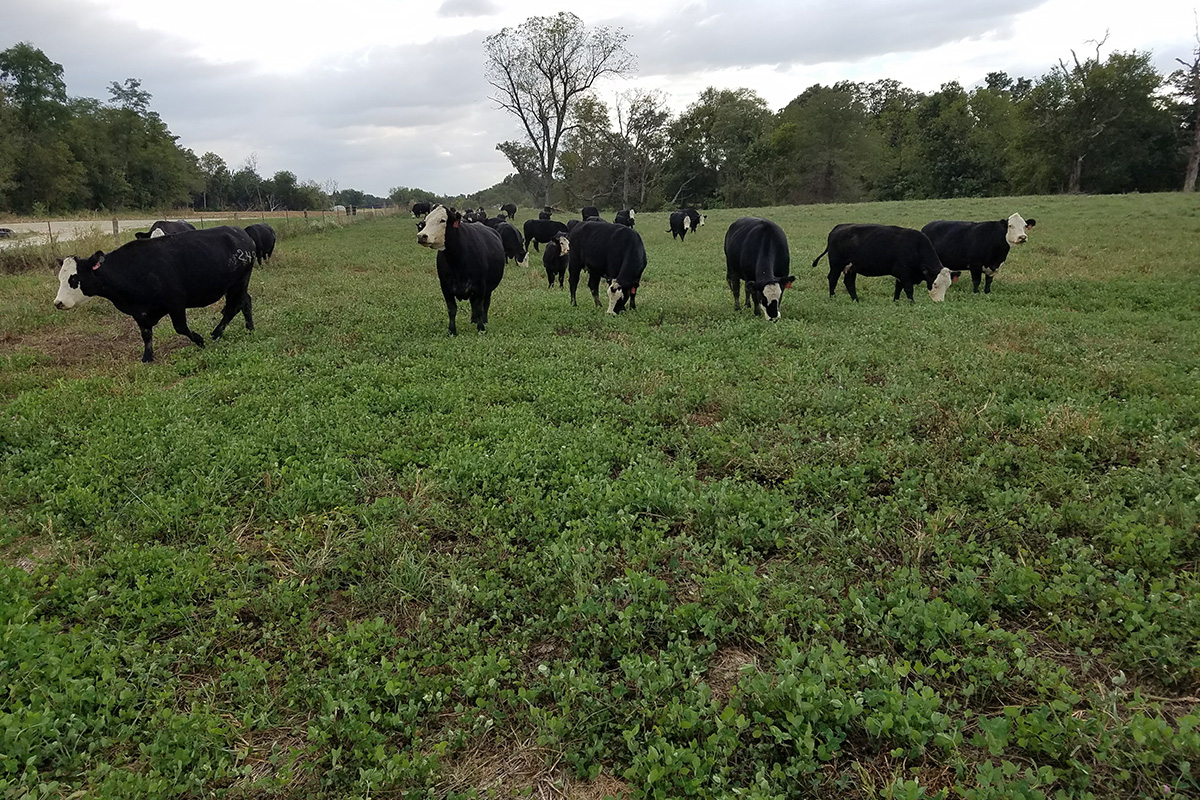 Orr Beef Center Field Day looks to strengthen beef producers' focus on ...