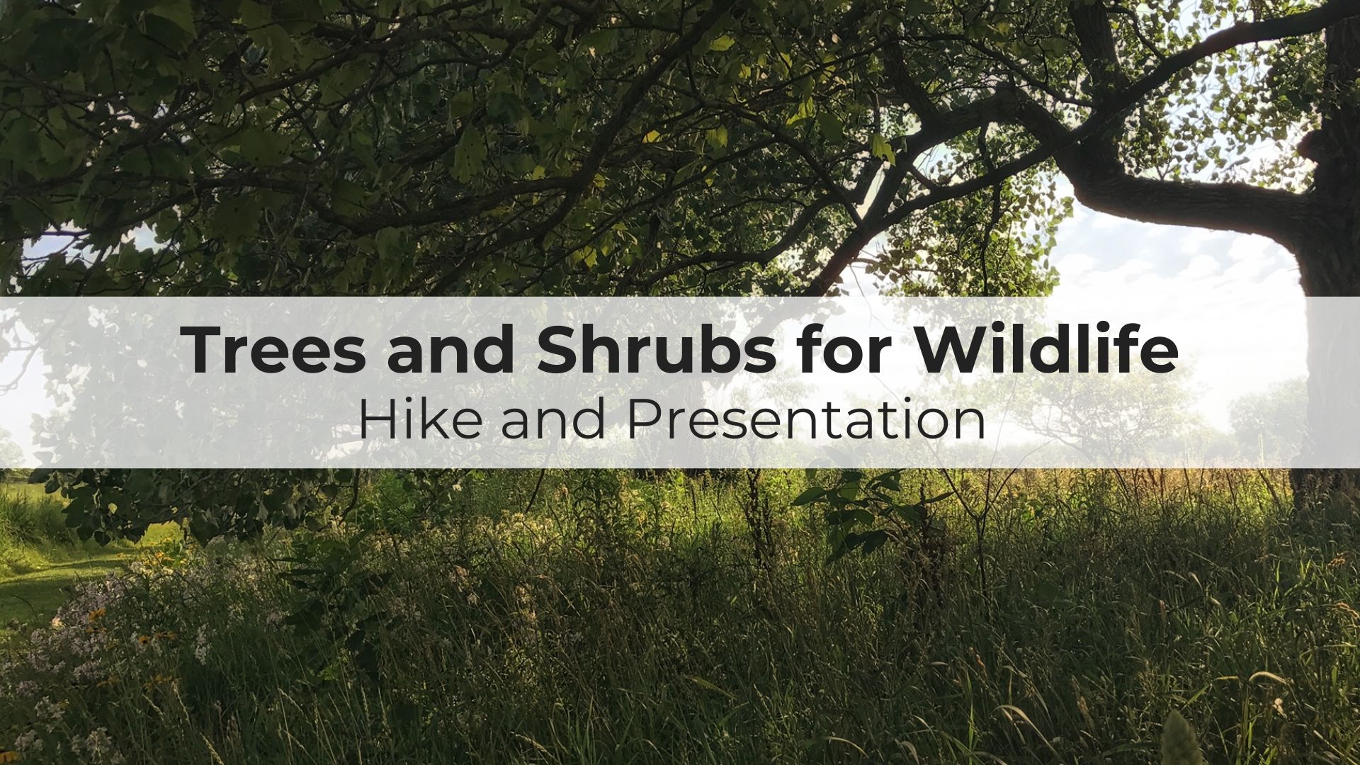 Trees and Shrubs for Wildlife | Forestry | Illinois Extension | UIUC