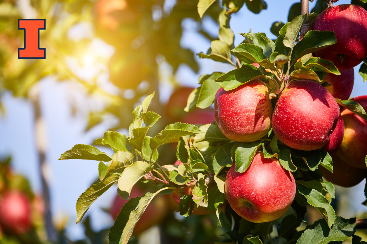 Apple orchards opening in Northern Illinois | Serving Carroll, Lee and ...