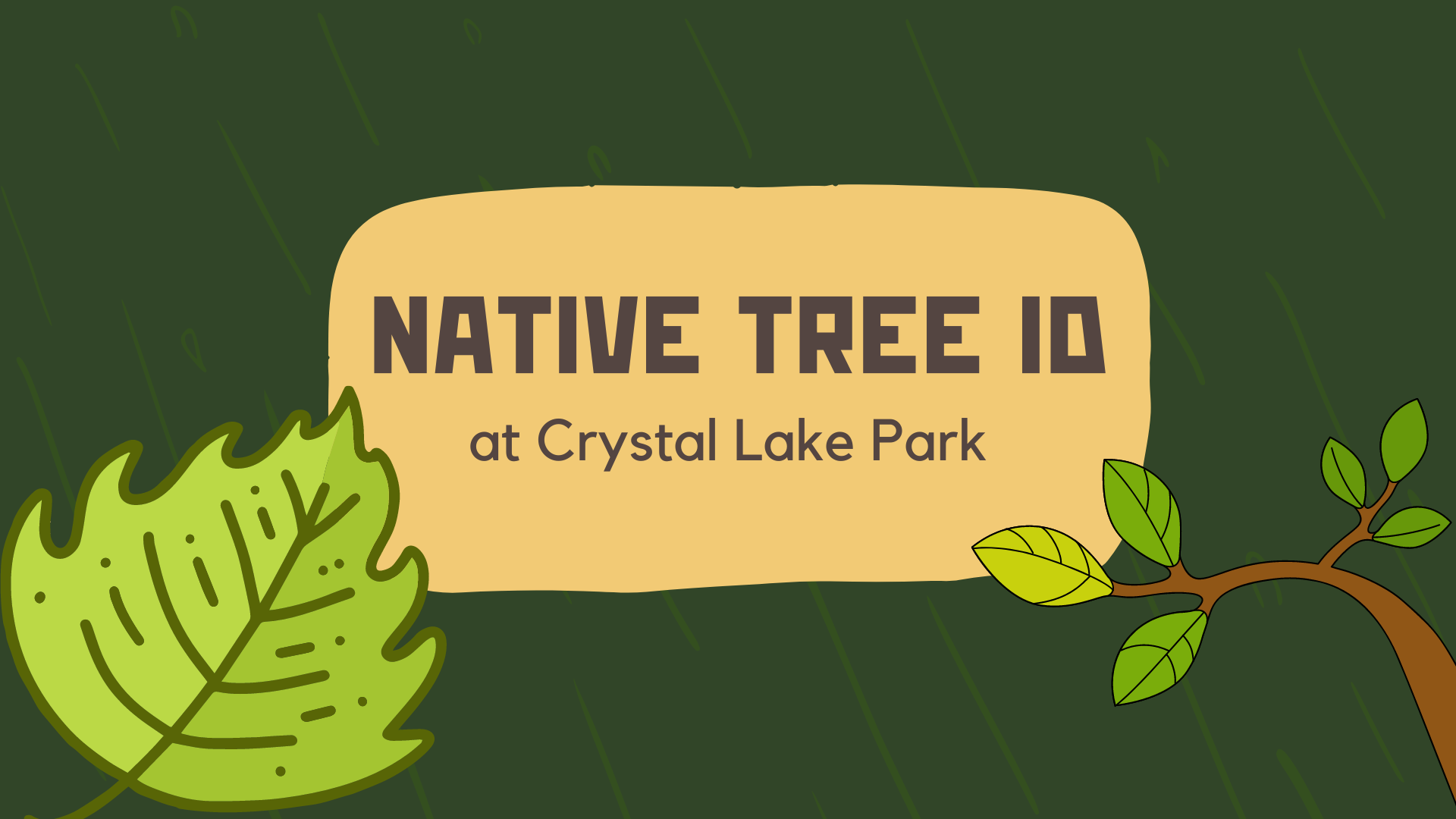 Native Tree ID Walk at Crystal Lake Park | Illinois Extension | UIUC