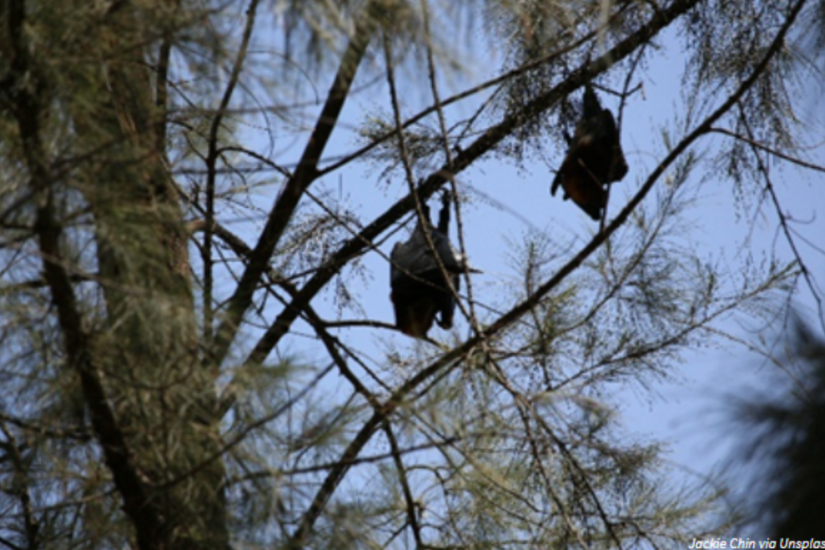 Greet nocturnal critters at Creatures of the Night | Serving Livingston ...