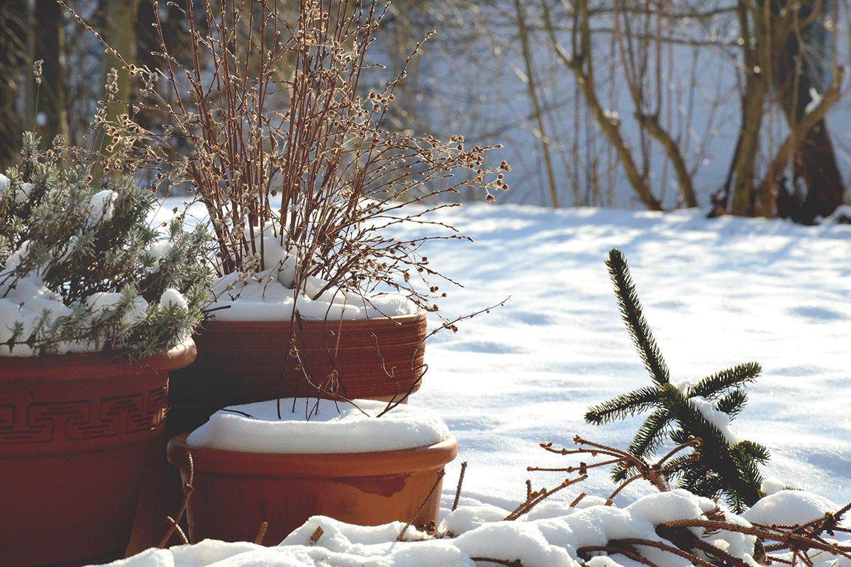 Overwintering potted plants | Houseplants | Illinois Extension | UIUC