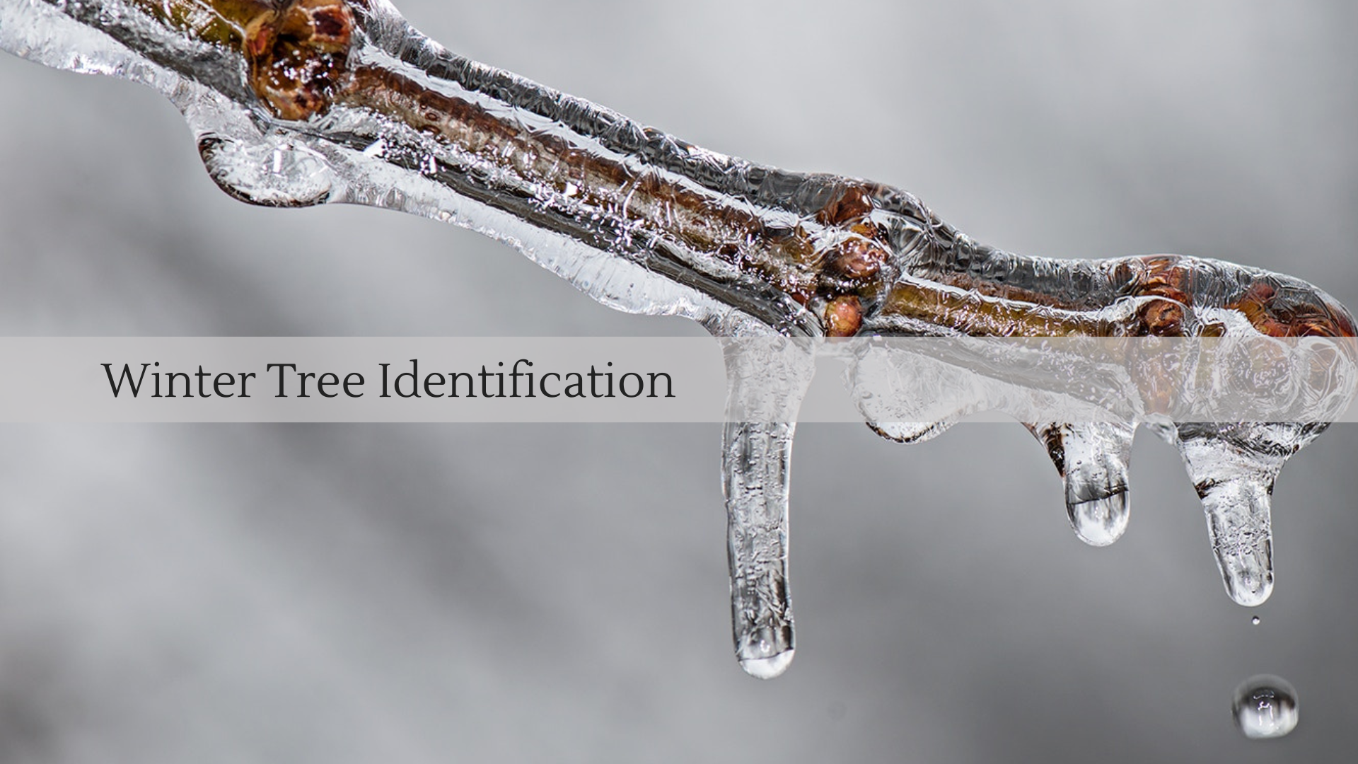 Winter Tree Identification | Serving Madison, Monroe and St. Clair ...