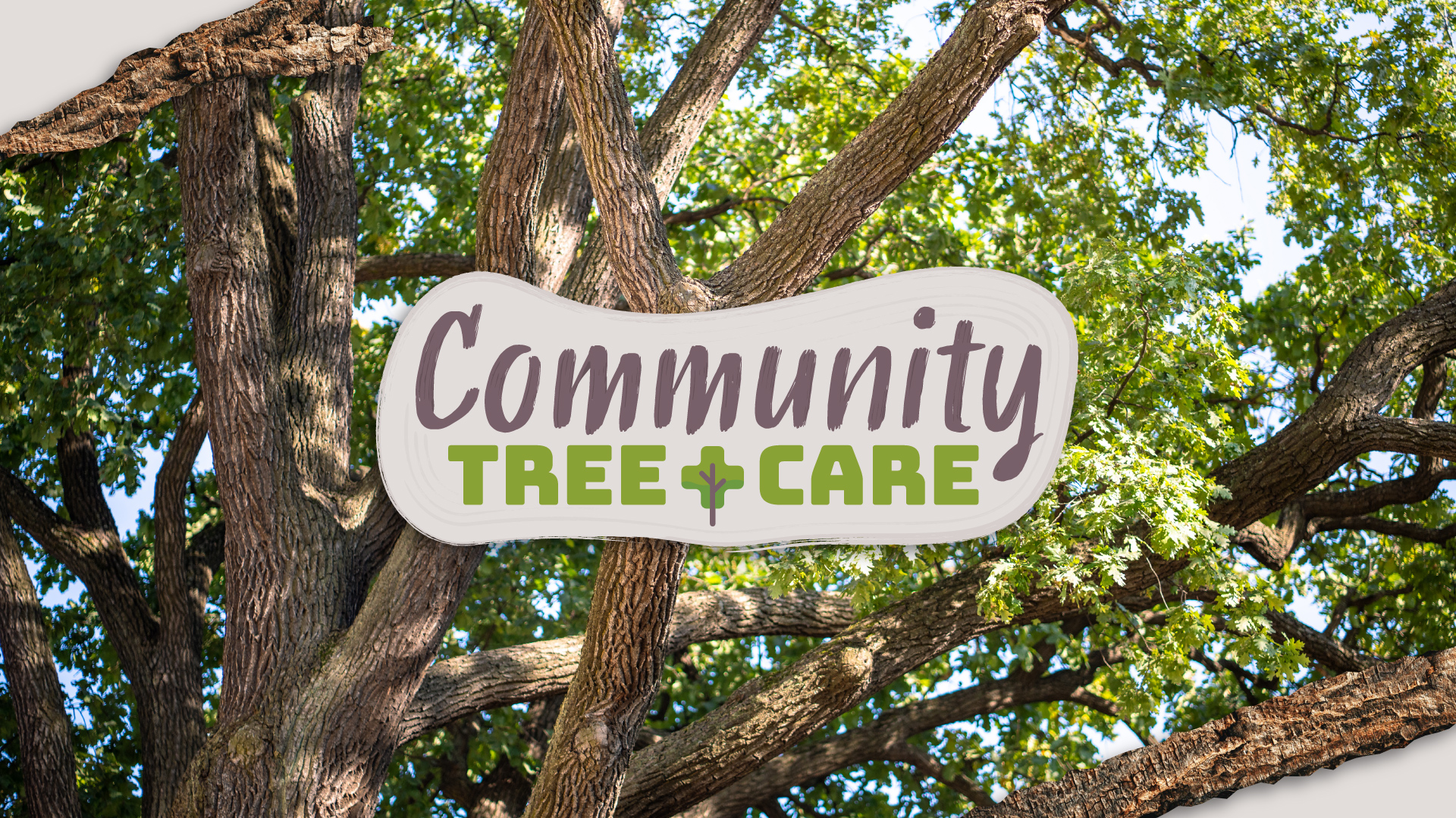 Tree Identification and Health Assessment | Serving DeWitt, Macon and ...