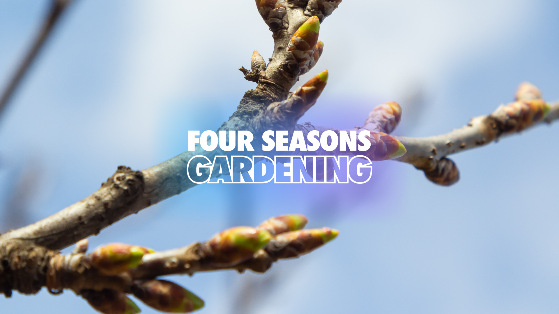 Root Awakening: Spring Tree Tips | Illinois Extension | UIUC