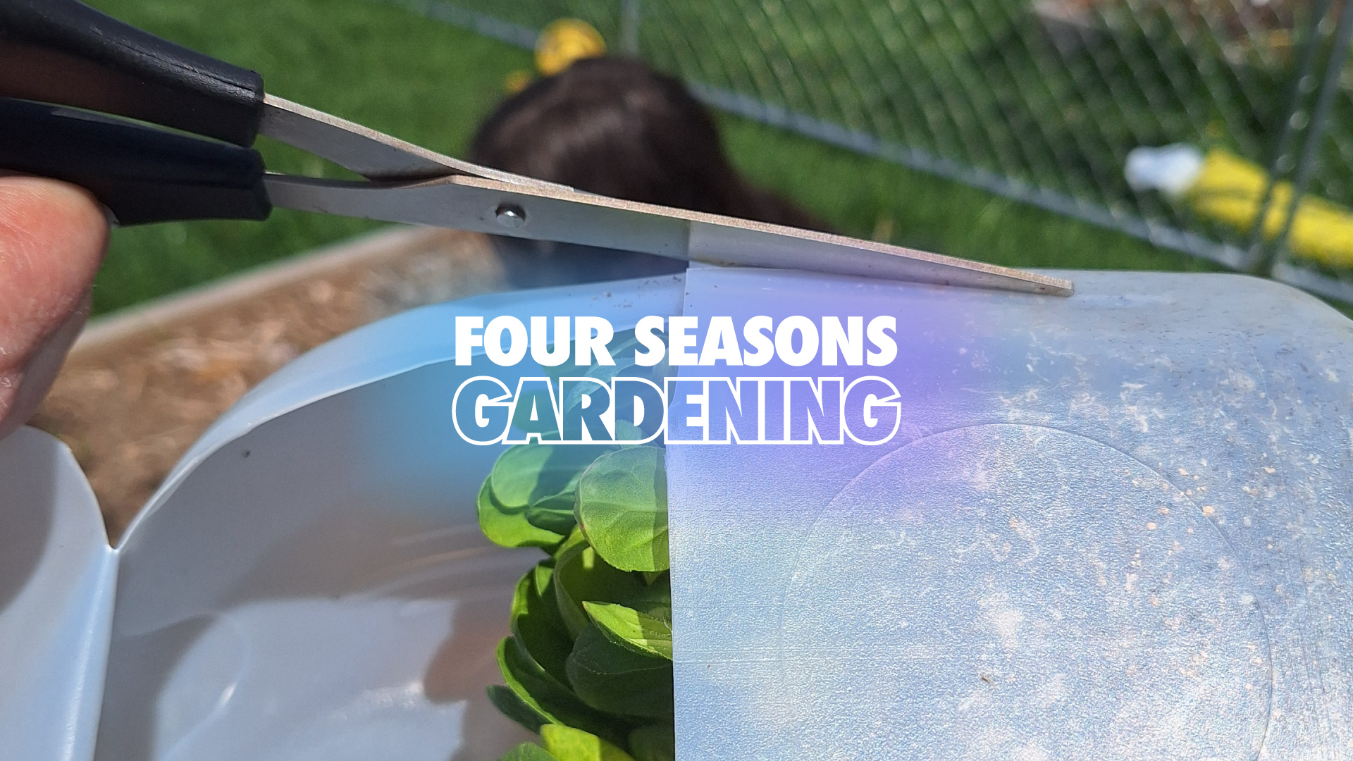 Tips and Tricks for Winter Sowing Annuals | Illinois Extension | Illinois