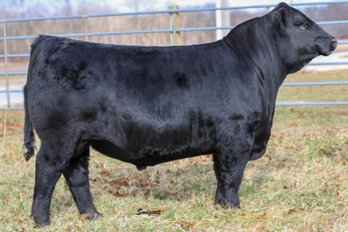 2025 Illinois Performance Tested Bull Sale prioritizes trusted genetics ...