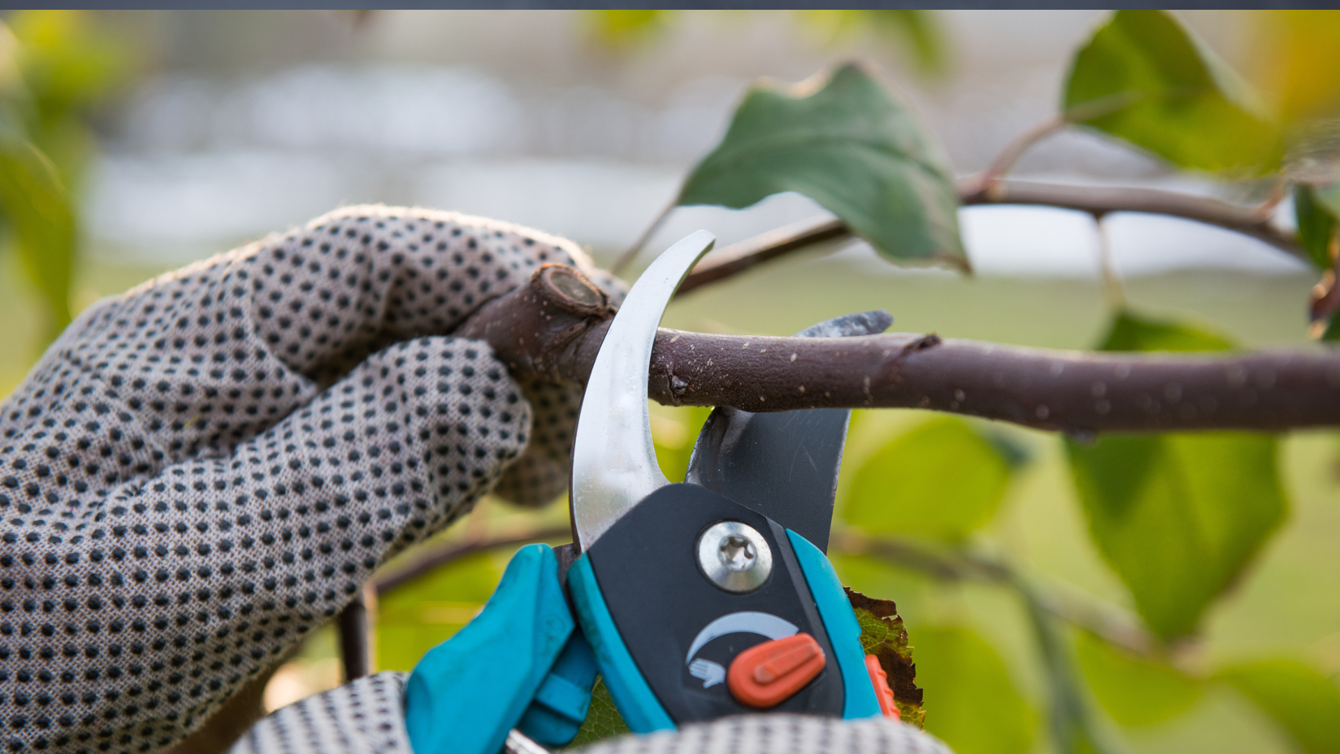 Tree Fruit Pruning 101 at PrairiErth Farm - Atlanta IL | Serving ...