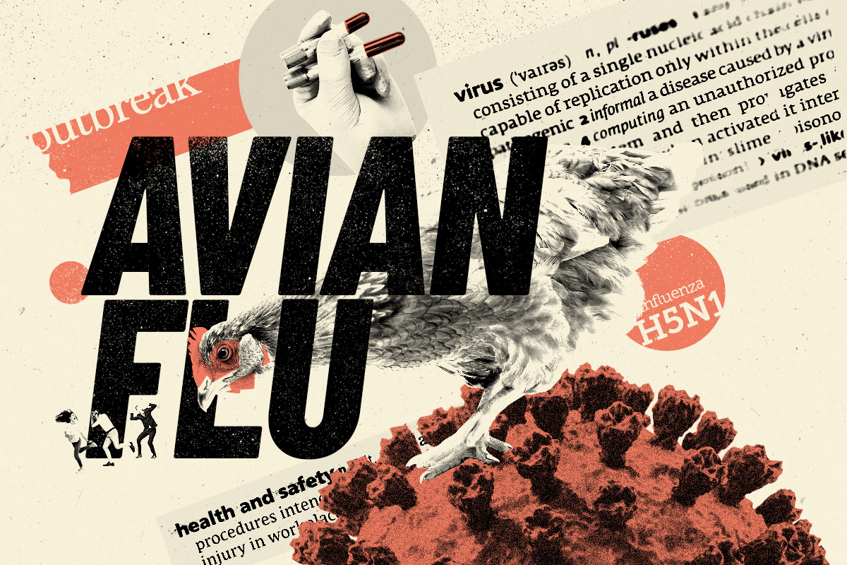 What to know about avian flu in wild birds, poultry, and pets in ...
