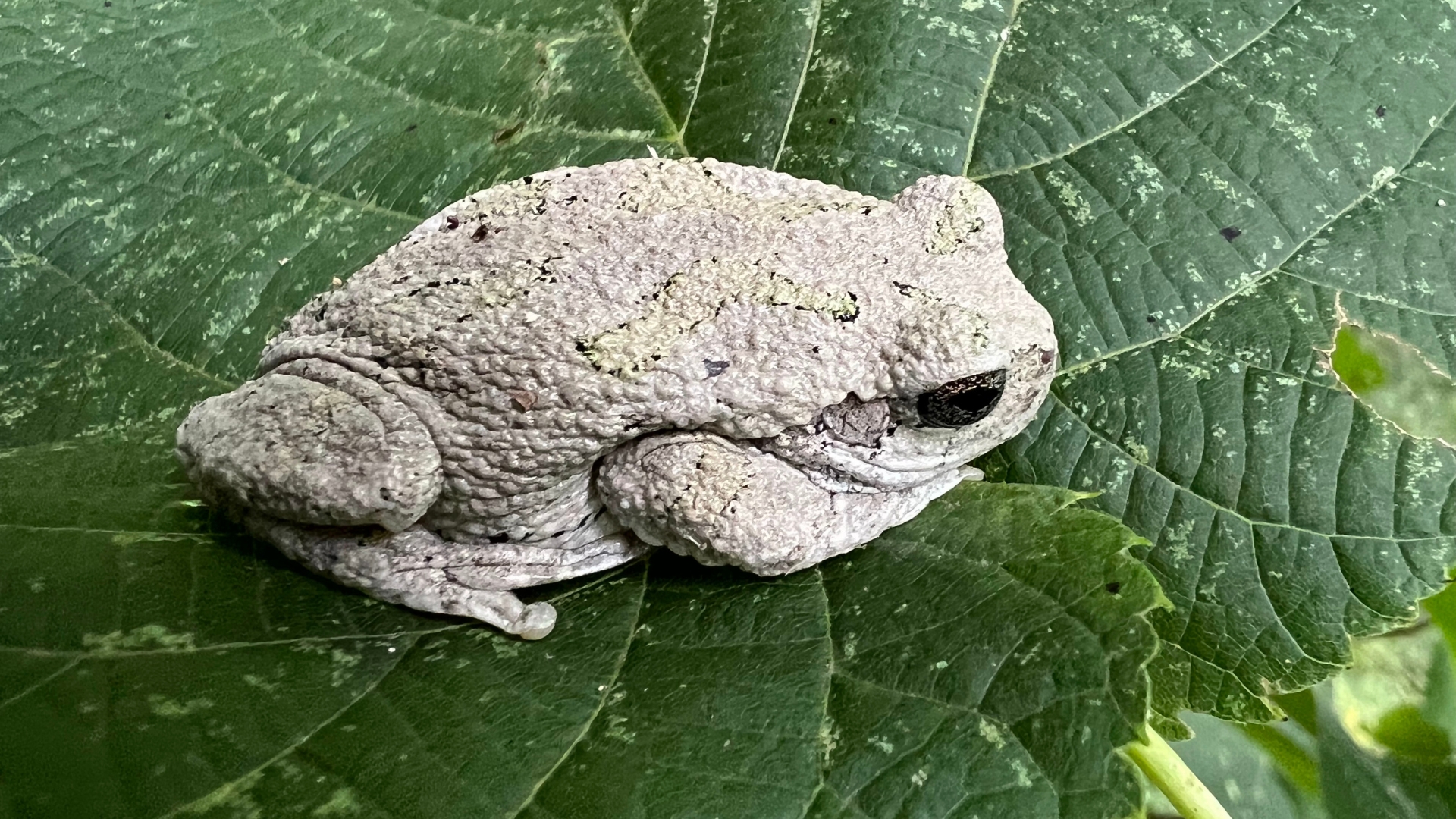 Calling Frog Survey Training | Illinois Extension | UIUC