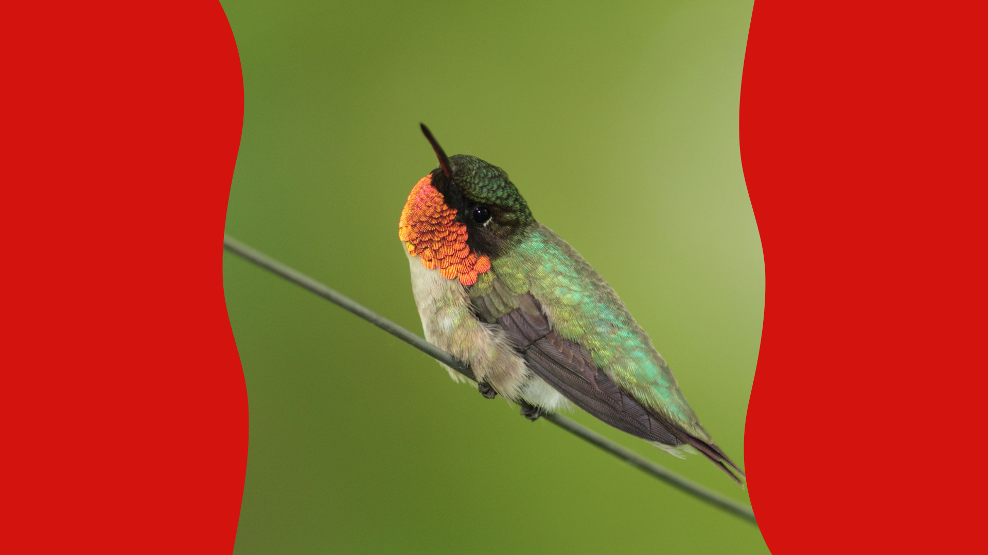 Attracting Ruby-Throated Hummingbirds to Your Own Backyard Pollinator ...