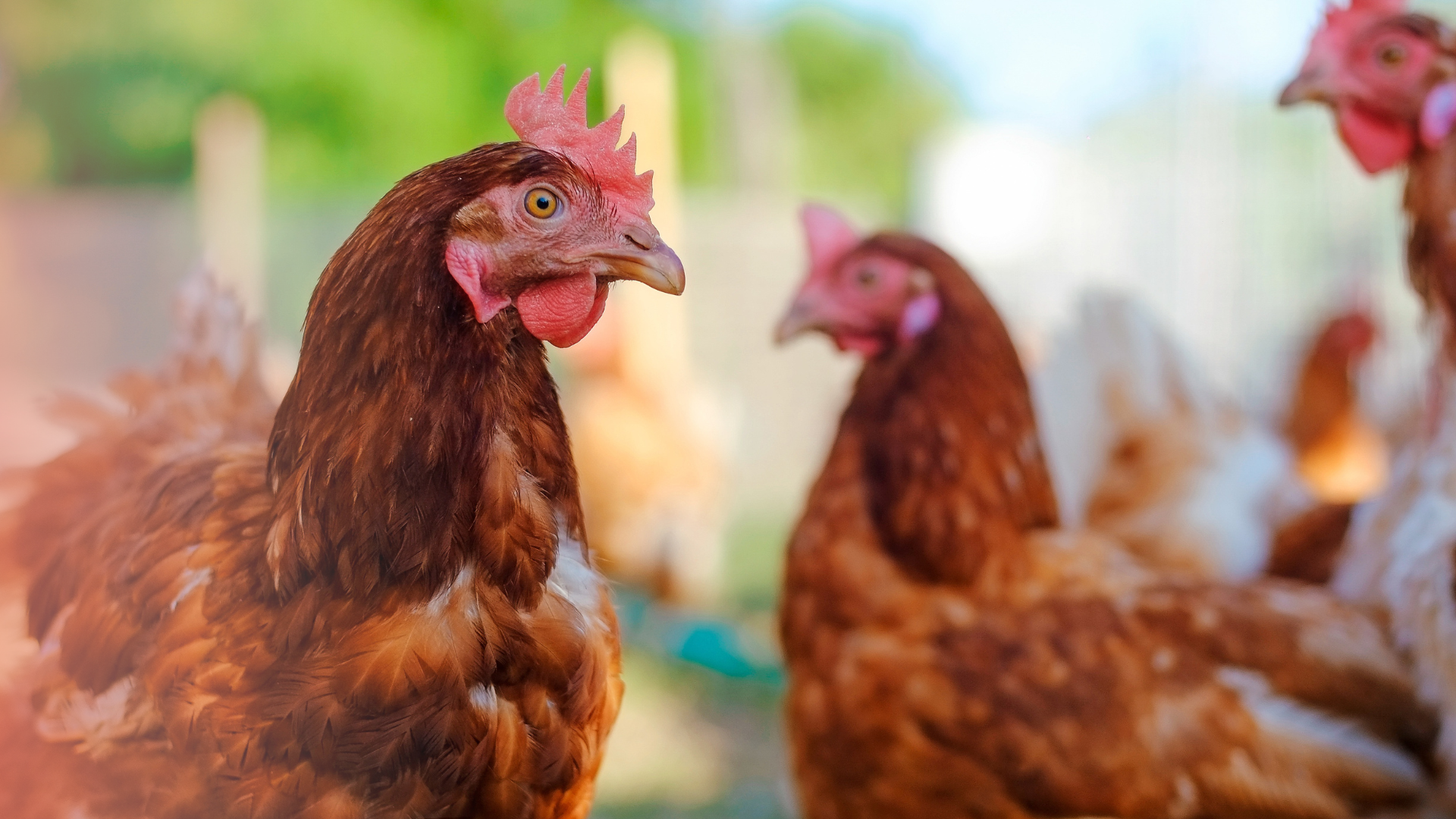 State 4-H Poultry Judging Contest | Serving Adams, Brown, Hancock, Pike ...