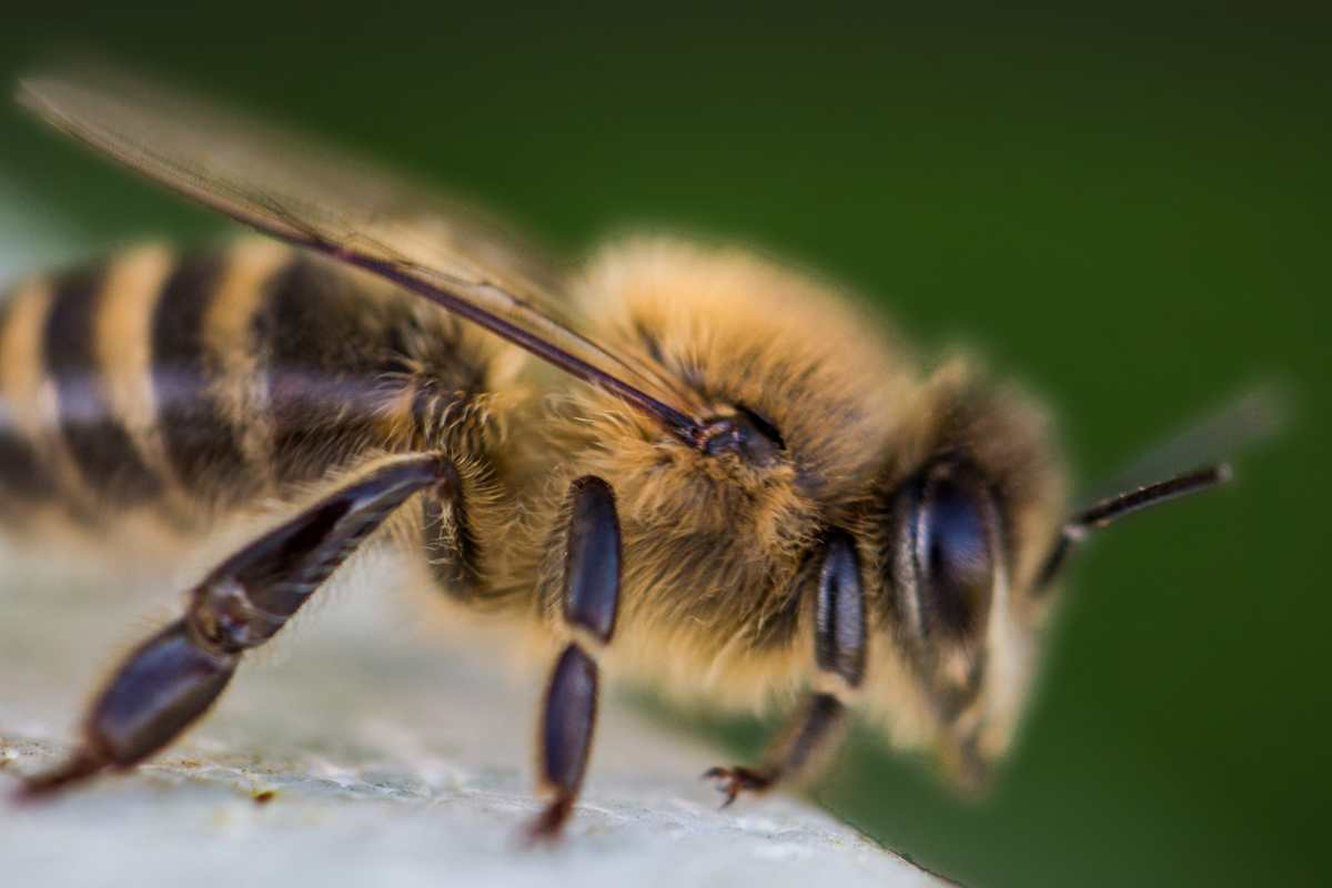 Explore the World of Beekeeping with the Vermilion County Master ...