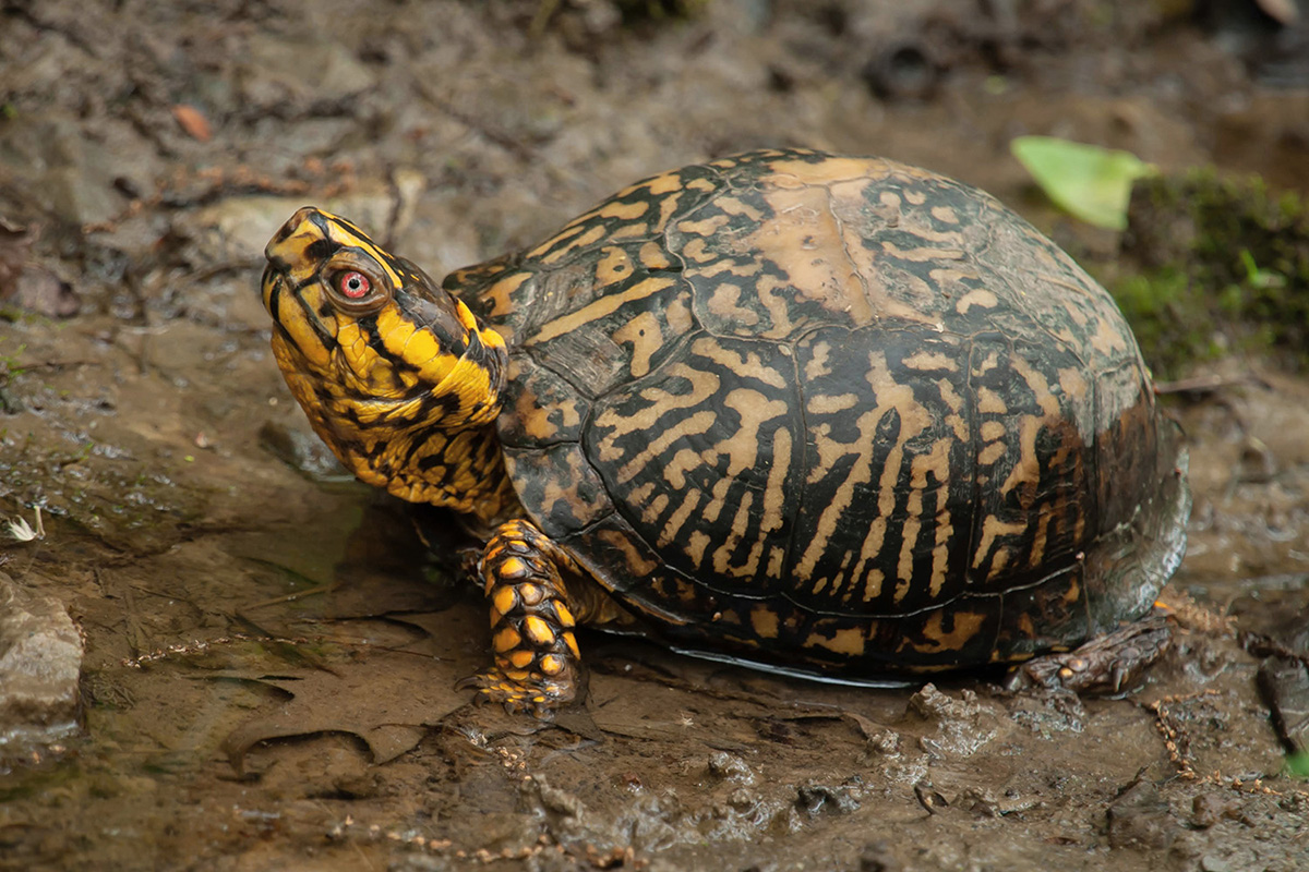 Think outside the box turtle with program exploring 20 years of ...