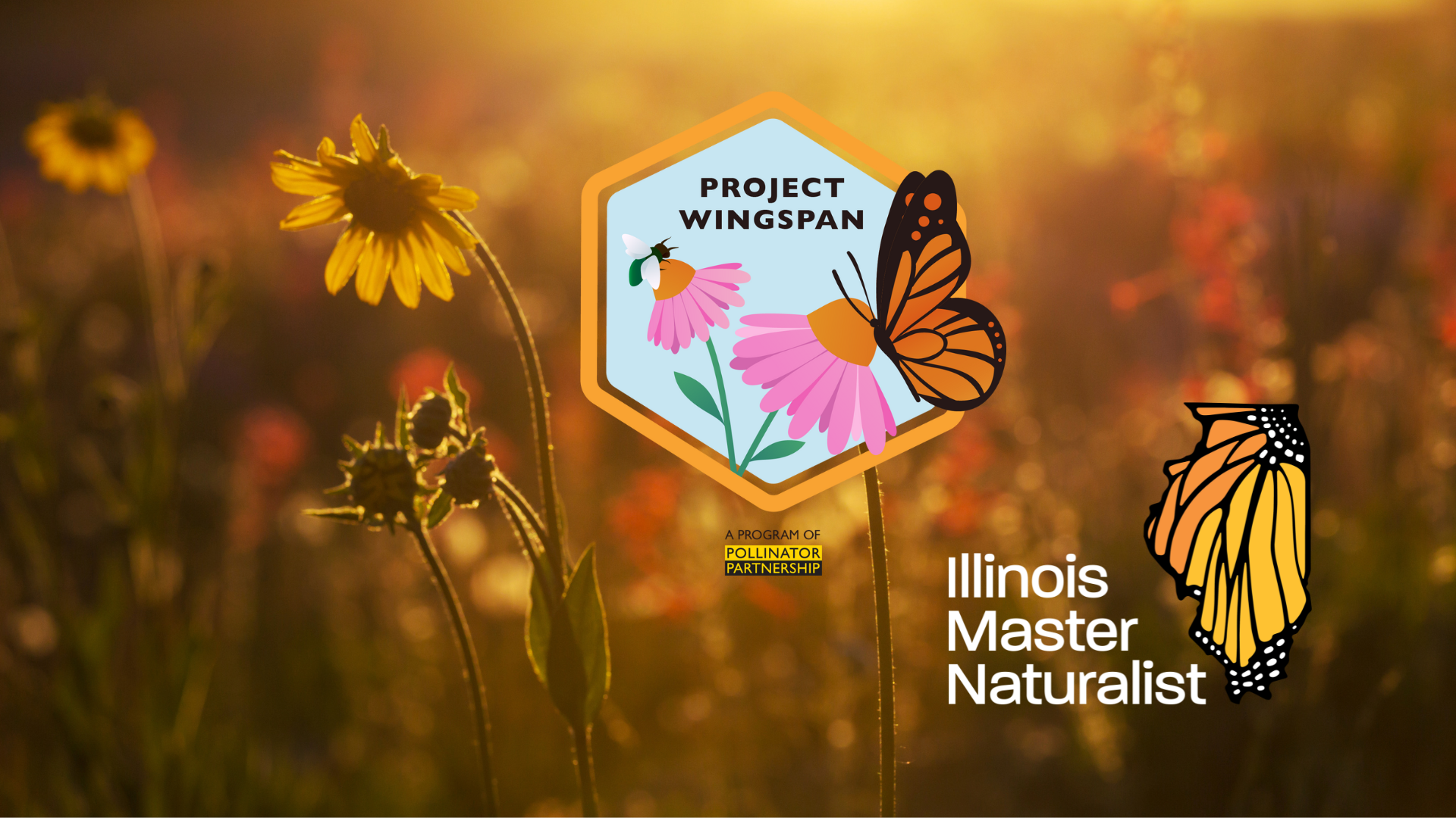 Project Wingspan Native Wildflower Seed Collection | Illinois Extension ...