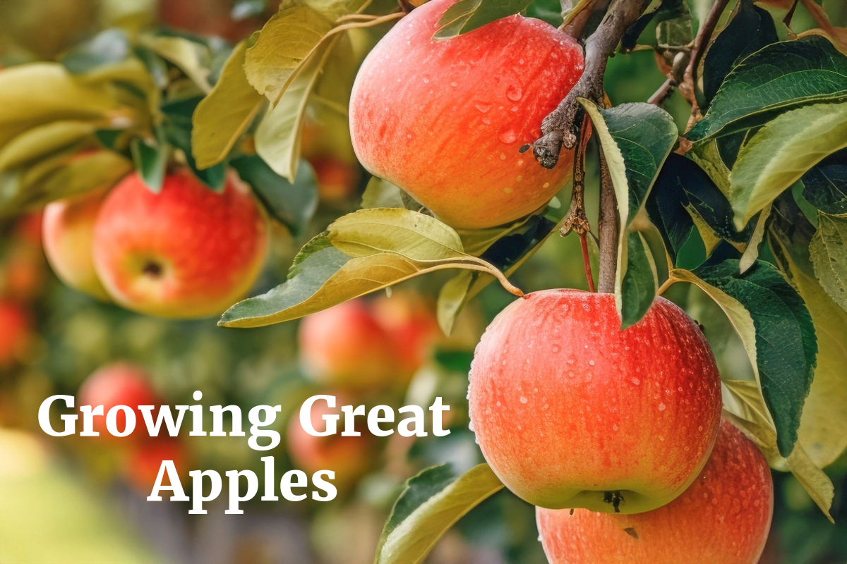 Growing Great Apples | Serving Jo Daviess, Stephenson and Winnebago ...
