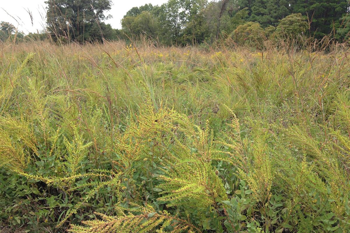 Nine new invasive species regulated in Illinois with expansion of ...