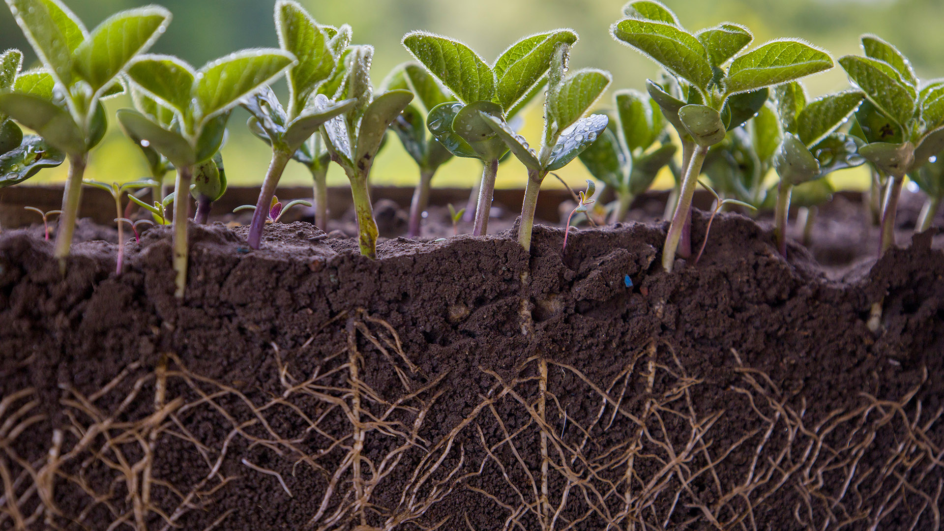 Springfield Agronomy Summit | Illinois Extension | UIUC
