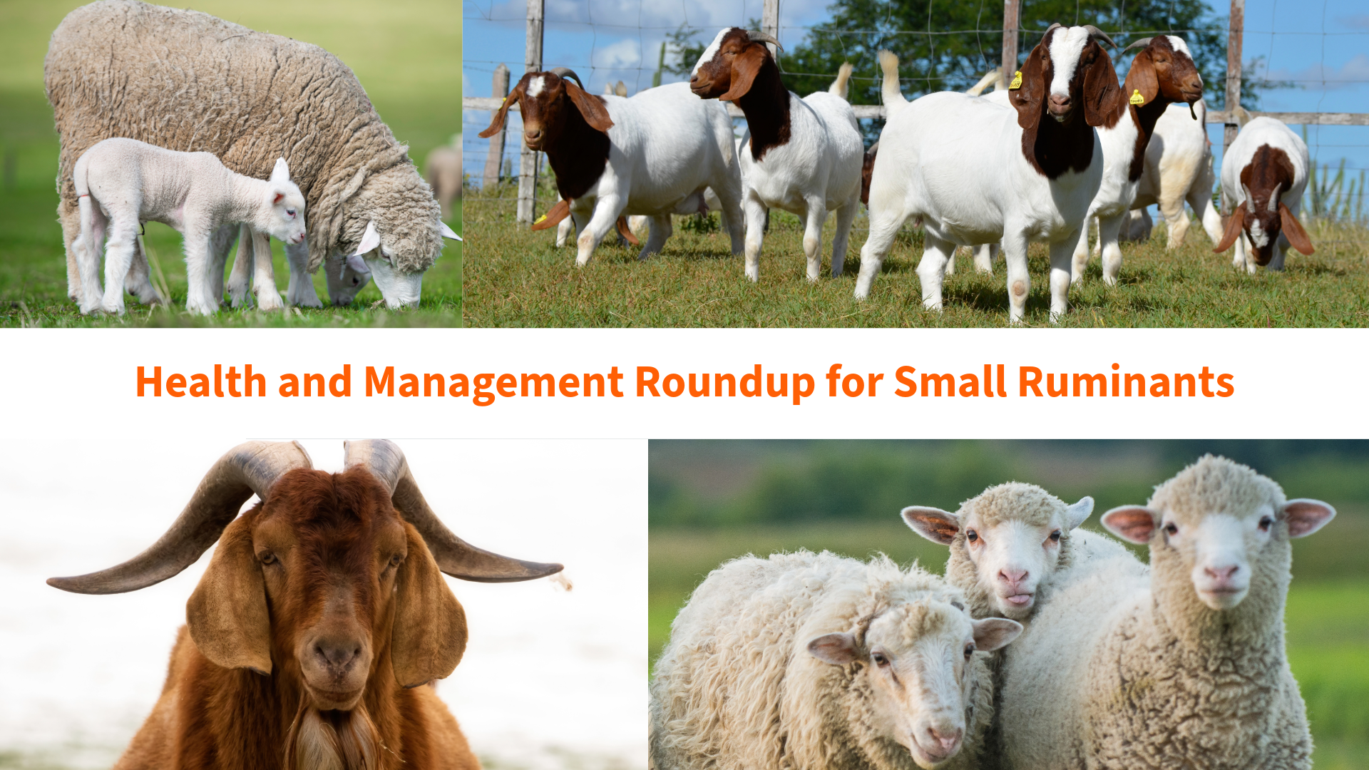 Health and Management Roundup for Small Ruminants | Serving Jo Daviess ...