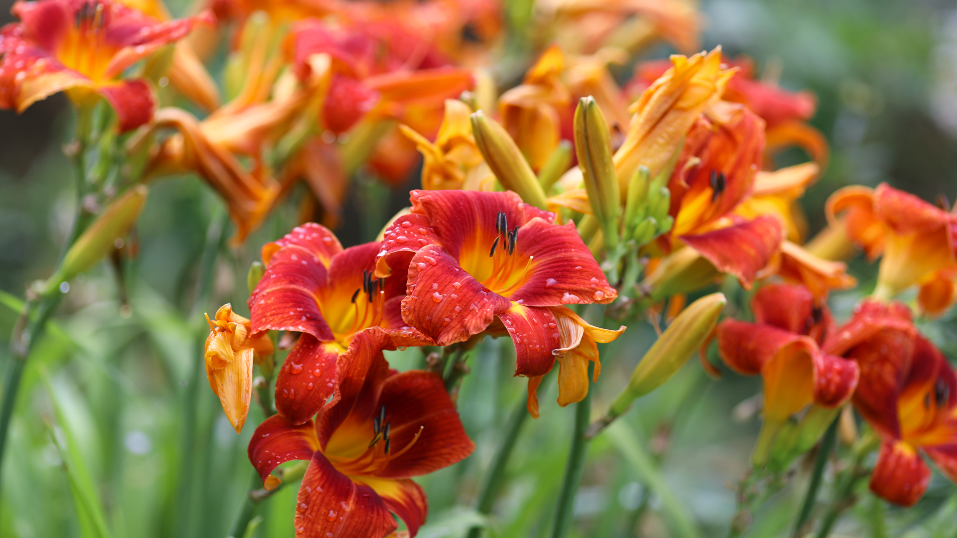 April in Paris Gardening Seminar | Serving Clark, Crawford and Edgar ...