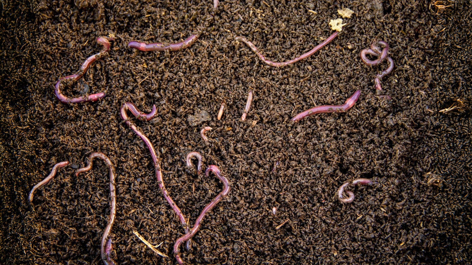 Jumping Worms: Understanding and Managing a New Invader in Our Soils ...