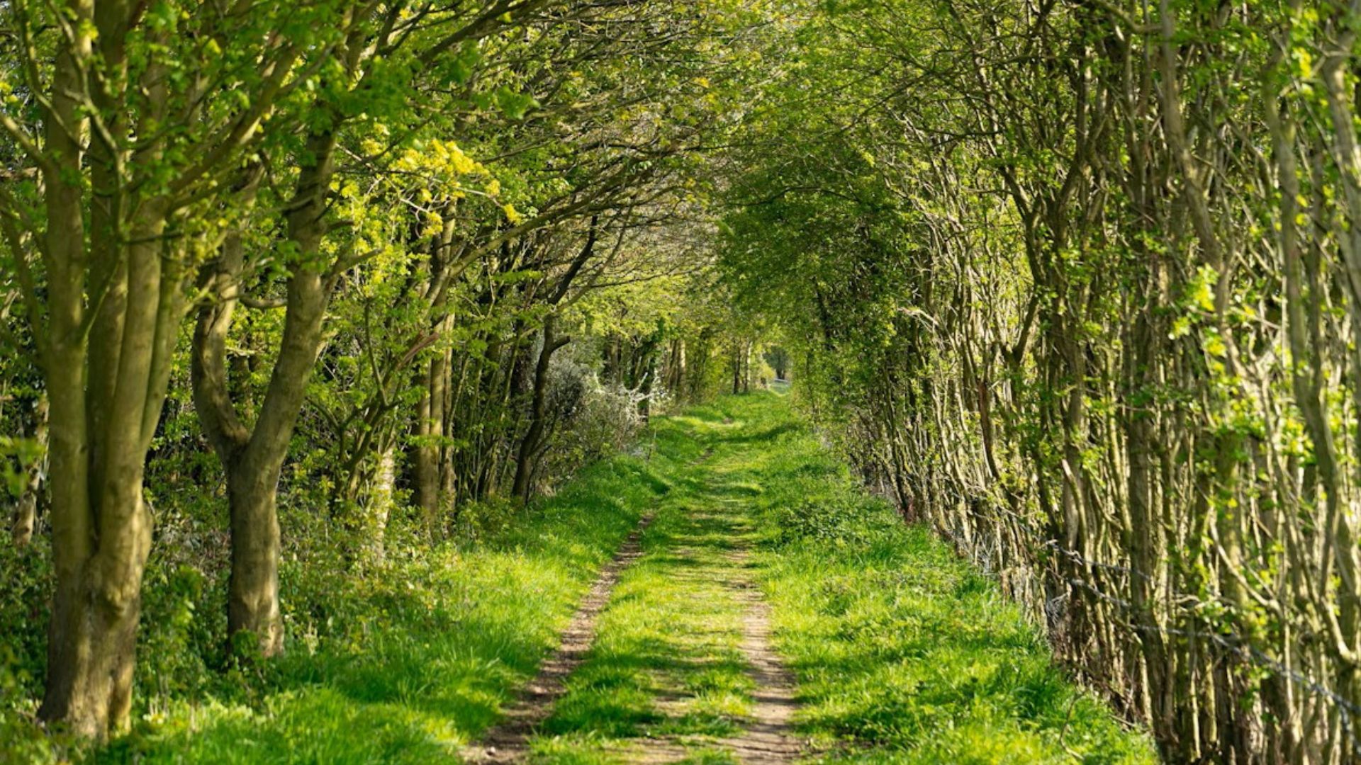 Cook County May Nature Wellness Walk 2026 | Illinois Master Naturalist ...