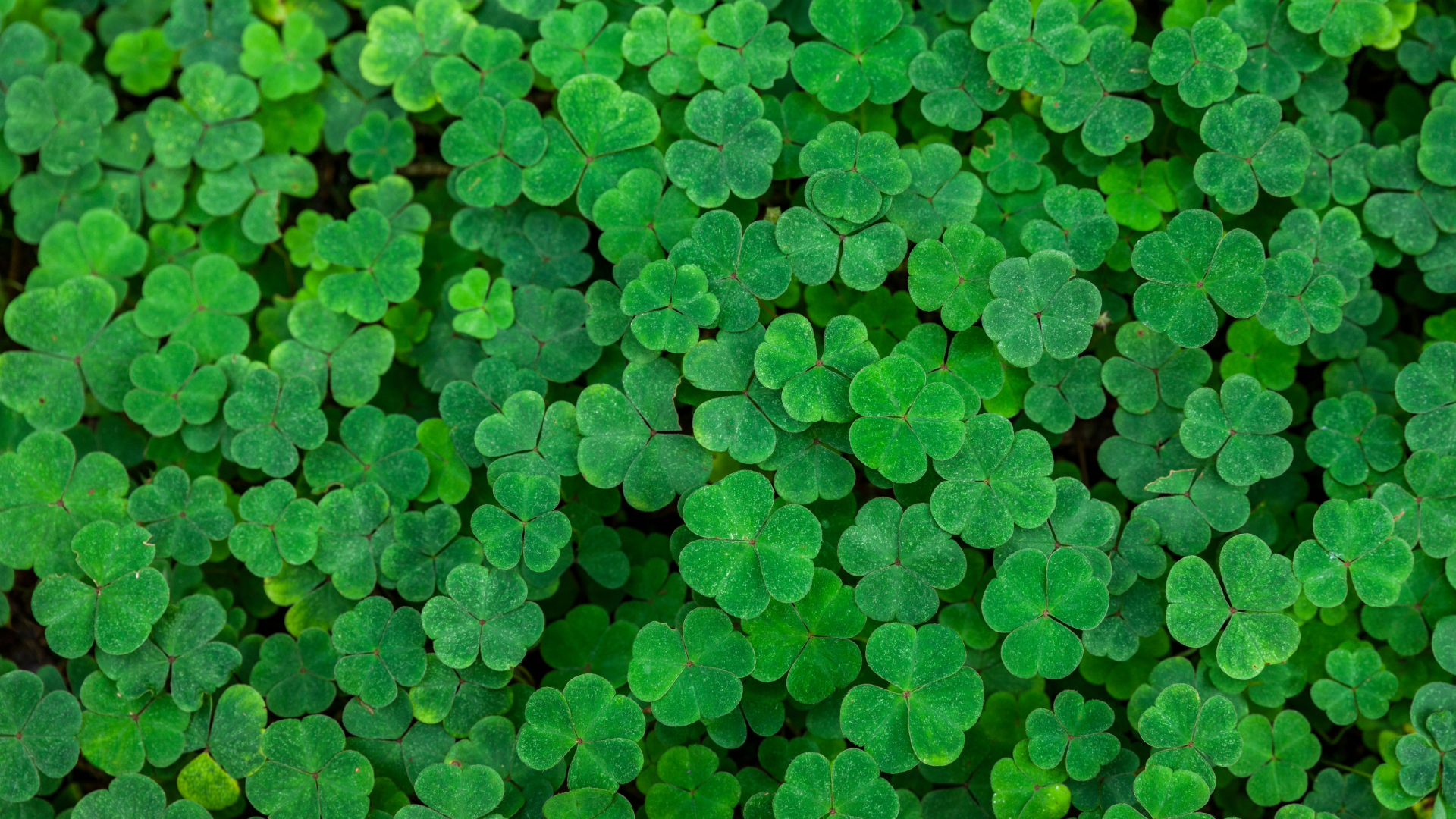 State 4-H Building a Better 4-H Poster Training | Serving Champaign ...