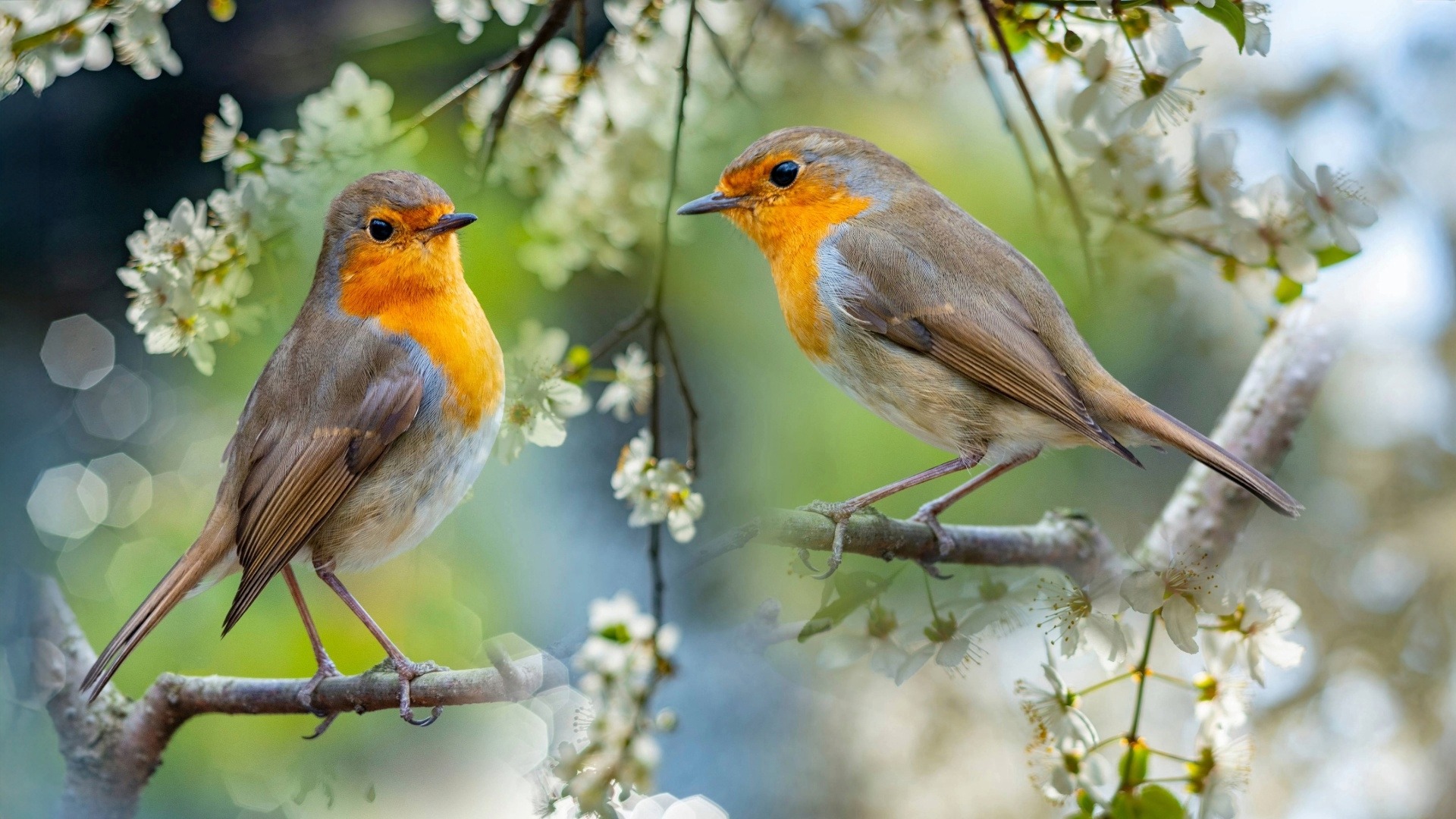 Birds in the Garden: Creating and Enjoying a Bird Oasis | Illinois ...