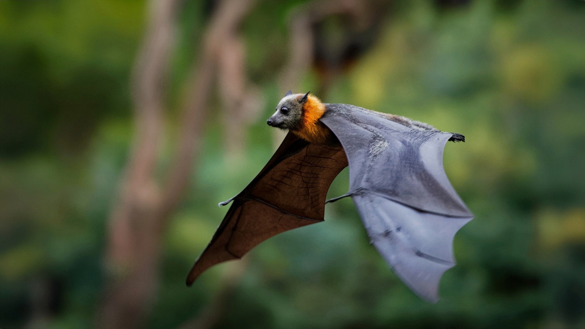 Go Wild For Bats! | Illinois Extension | UIUC