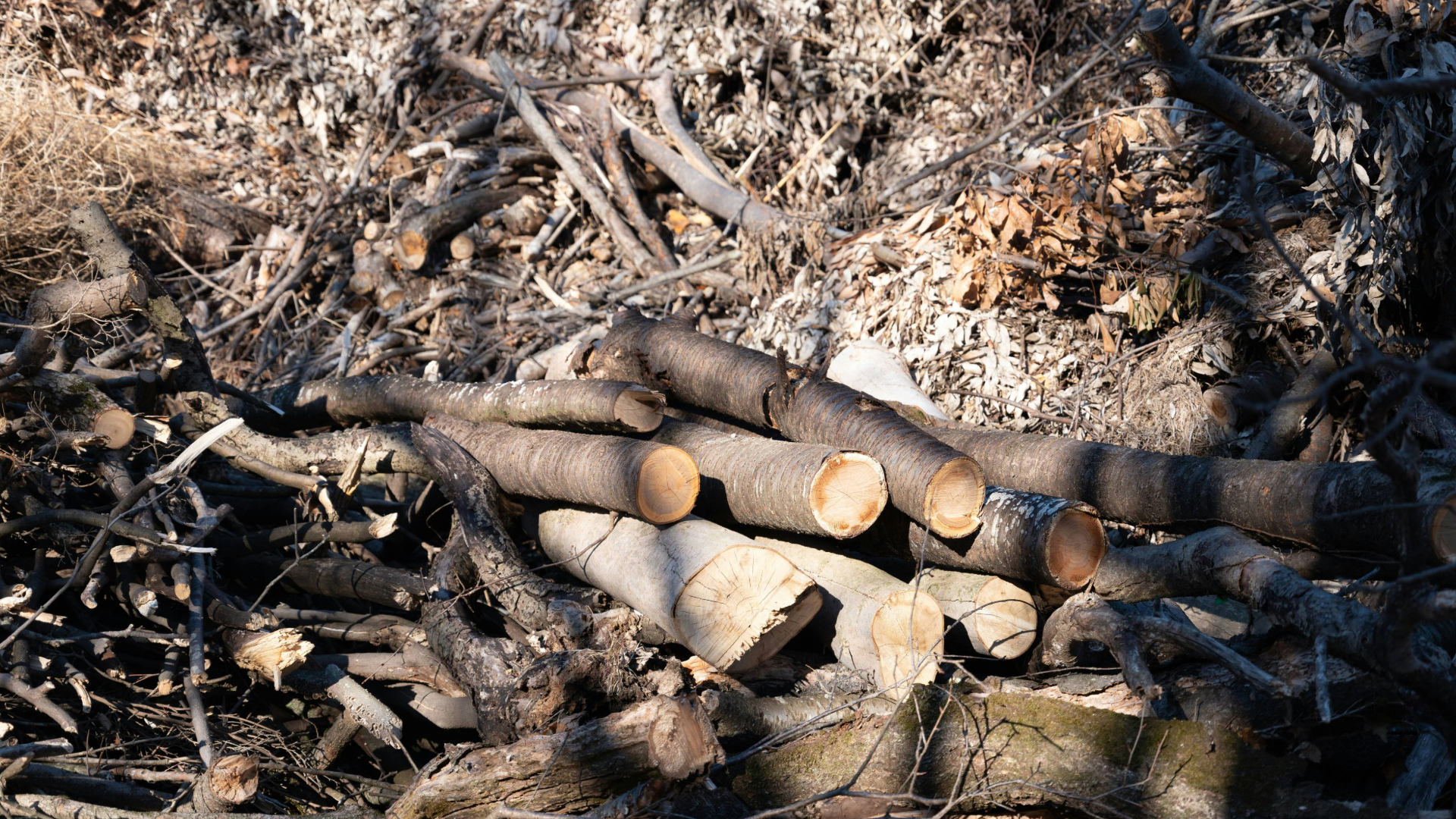 Shiitake Mushroom Log Inoculation Workshop at Garden Gate Farm ...