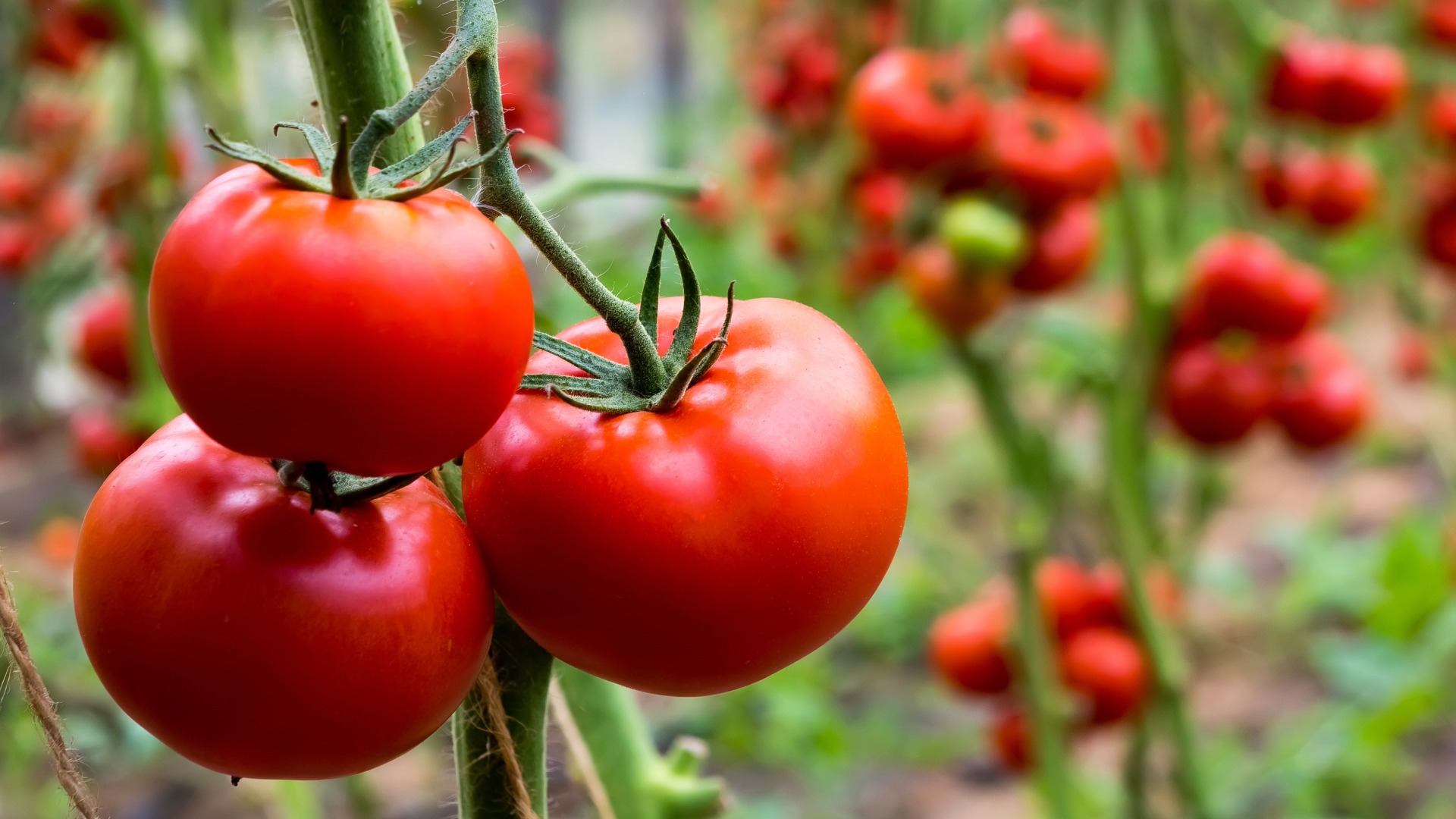 Tomato Troubles | Illinois Extension | UIUC