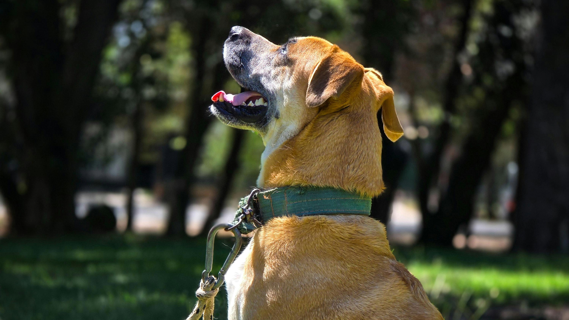 Dog Show | Illinois Extension | Illinois