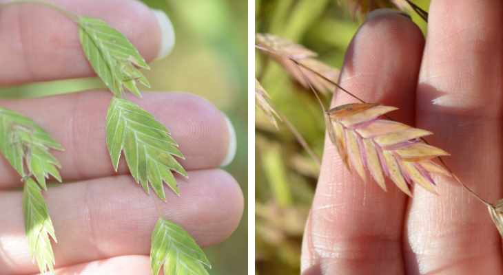 Identifying River Oats: University of Illinois Extension