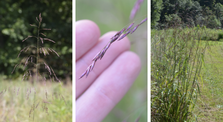 Grasses can be purple?: University of Illinois Extension