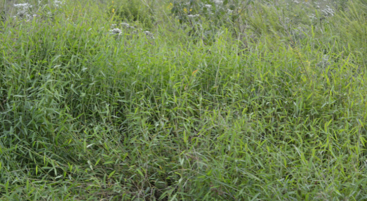 Be on the lookout for invasive grasses | Grasses at a Glance | Illinois ...