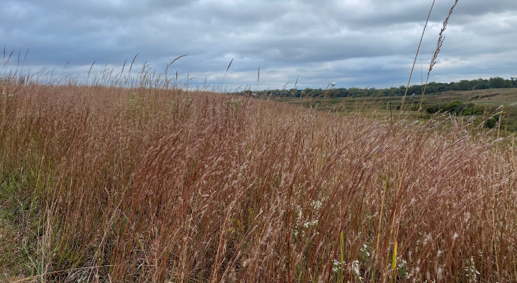 Little Bluestem, a showstopper in fall | Grasses at a Glance | Illinois Extension | UIUC