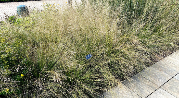 Add Prairie Dropseed to your home garden | Grasses at a Glance ...