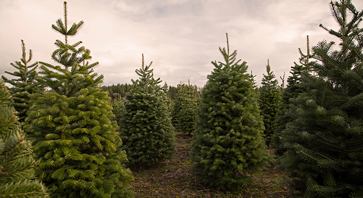 Three steps for a long-lasting live Christmas Tree | Know How, Know ...