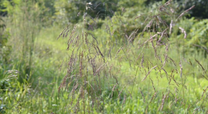 Grasses can be purple? | Grasses at a Glance | Illinois Extension | UIUC