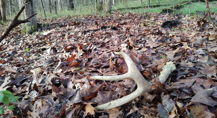 Look for early spring wildlife | Everyday Environment | Illinois ...