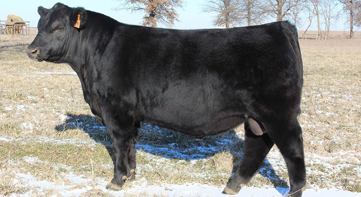 What will a good bull cost me? | The Cattle Connection | Illinois ...