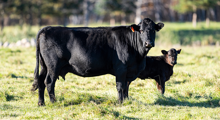 Tips for getting cows to breed early in the season | The Cattle ...