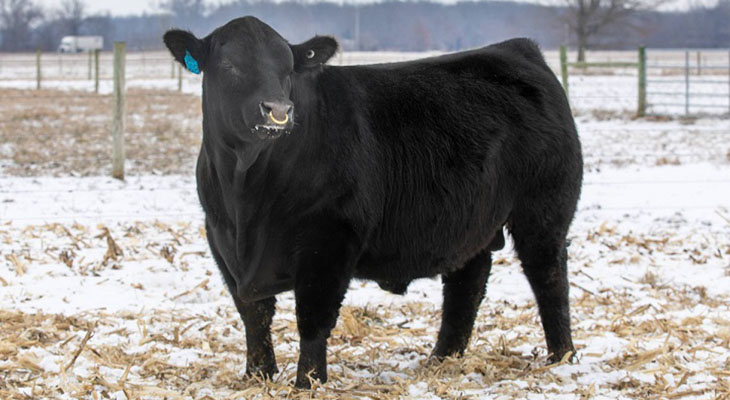 Select and Nominate 2025 Illinois Performance Tested Bulls | The Cattle ...