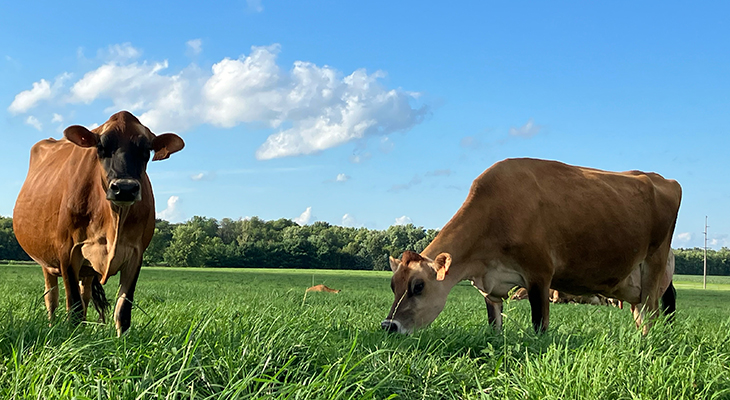 Central Illinois rotational grazing benefits land, cows, milk, people ...