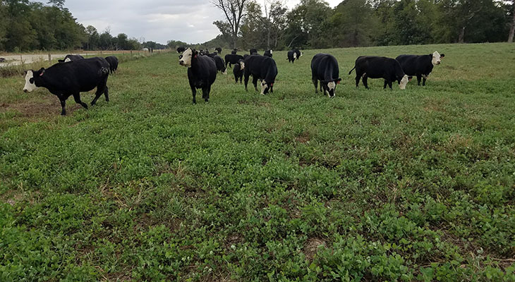 Cue the crossbreeding | The Cattle Connection | Illinois Extension ...