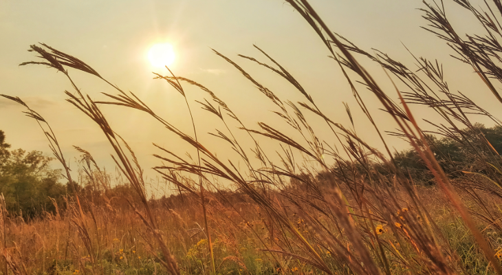 The big three: dominant grasses of the tallgrass prairie | Good Growing ...