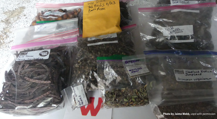 Start a native prairie garden using seeds | Good Growing | Illinois ...