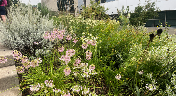 Nature by design: Naturalistic landscapes | Good Growing | Illinois ...