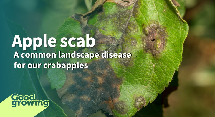 Is your crabapple losing leaves? Apple scab may be to blame | Good ...